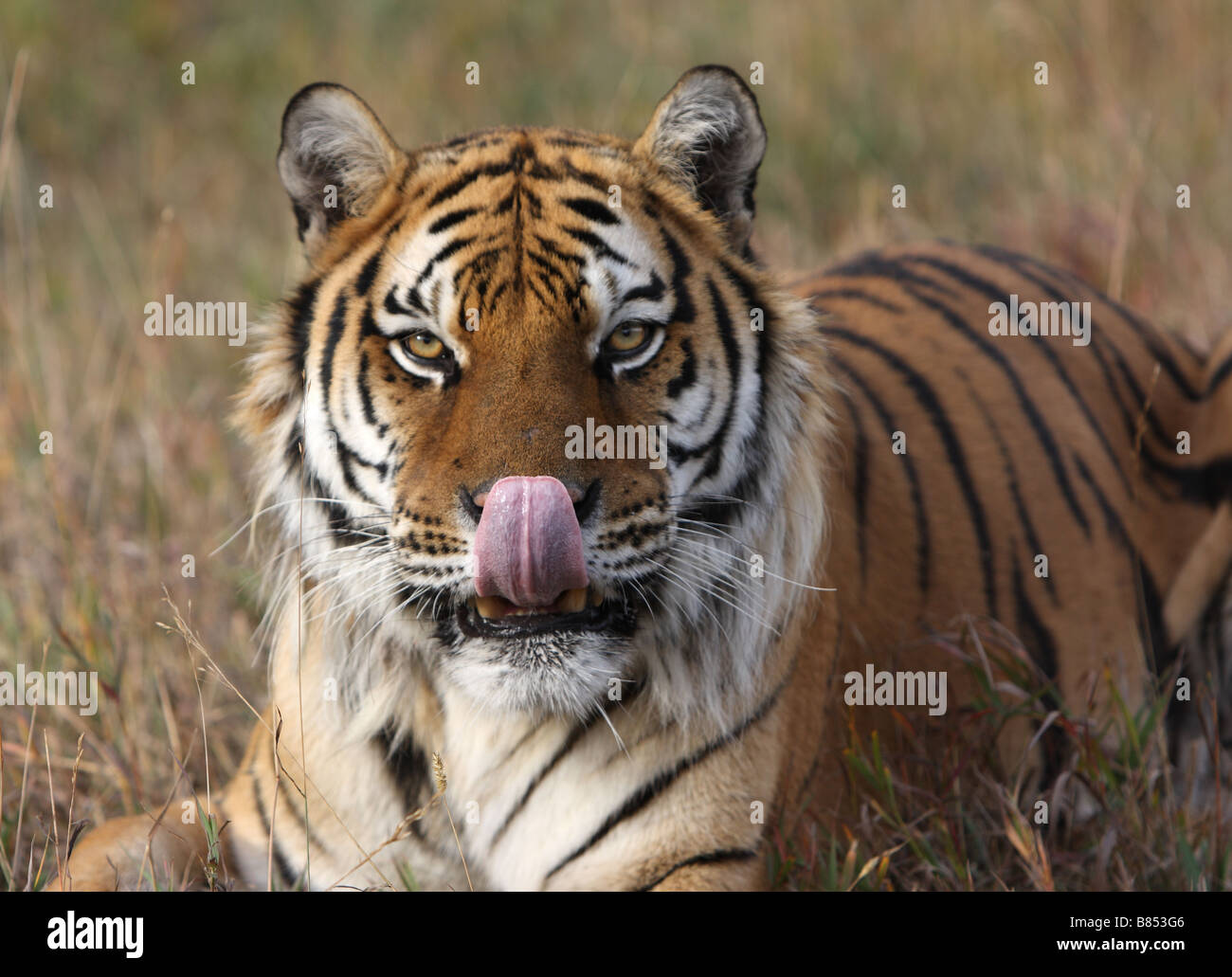 Tiger licking lips hi-res stock photography and images - Alamy
