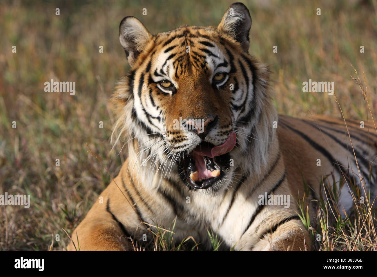 Tiger licking lips hi-res stock photography and images - Alamy