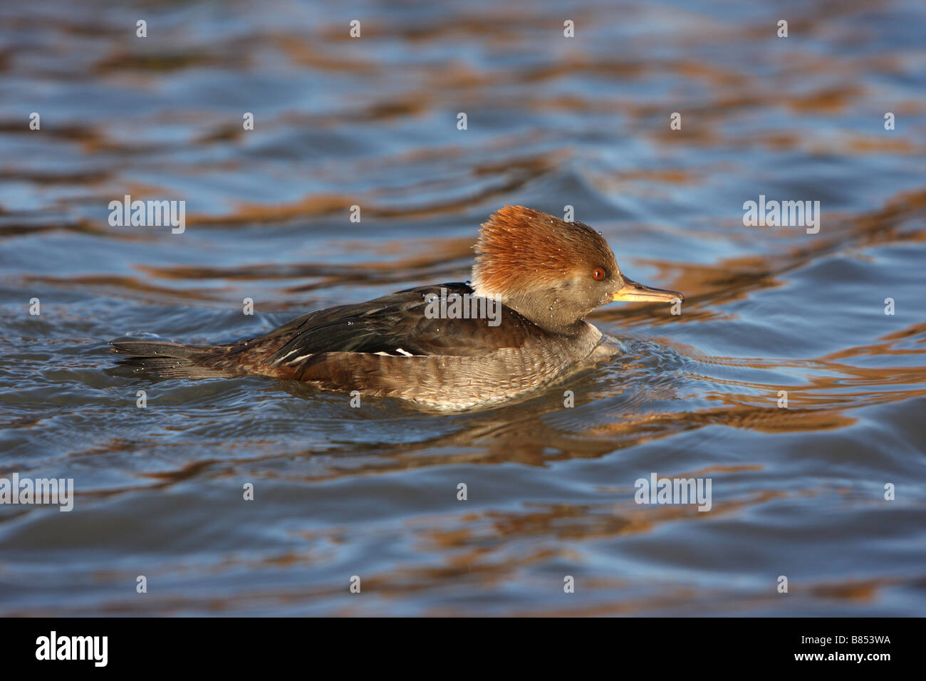 Female hooded merganser, Mergus cucullatus Stock Photo - Alamy