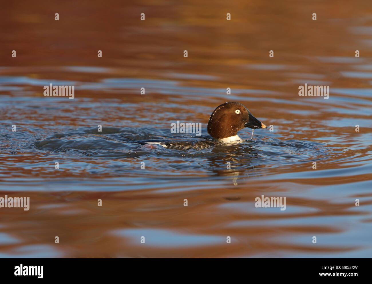 Female goldeneye surfacing after a dive Stock Photo - Alamy