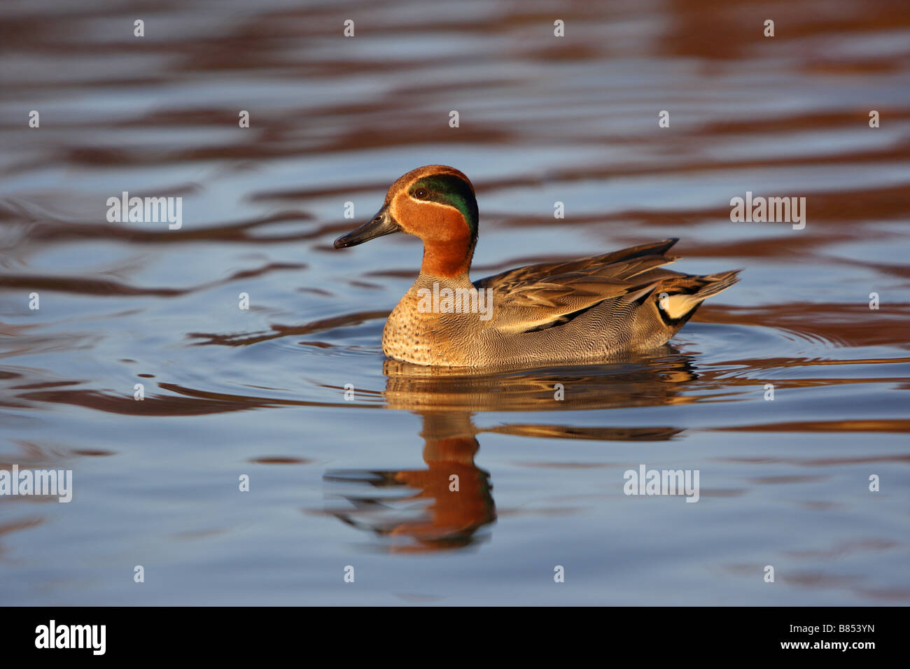 Green-winged teal, Anas crecca Stock Photo - Alamy