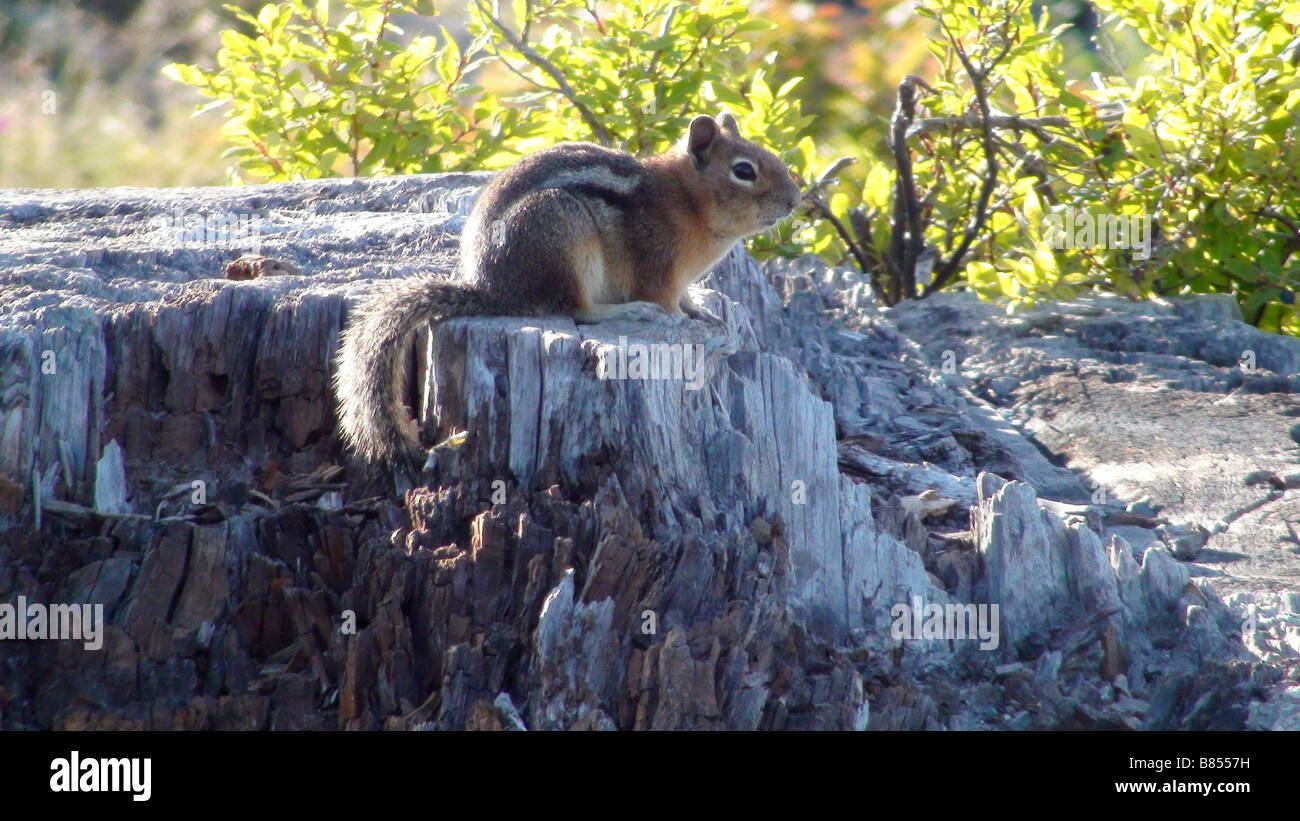 A Pocket Gopher at Mount St Helens Volcanic National Park, USA Stock ...