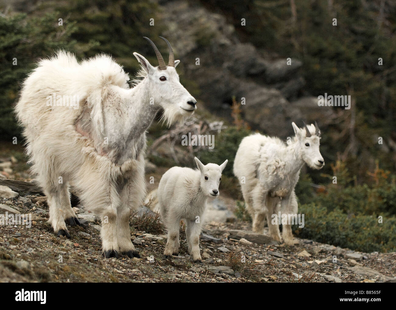 Female mountain goat with her two lambs in Glacier National Park Stock ...