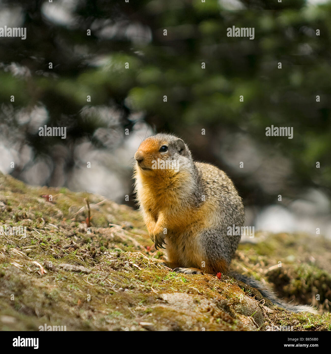 Wildlife nesting activities hi-res stock photography and images - Alamy