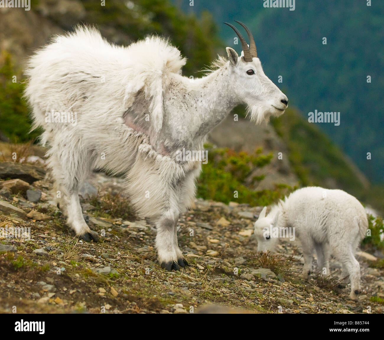 Female mountain goat with her lamb in Glacier National Park Stock Photo ...