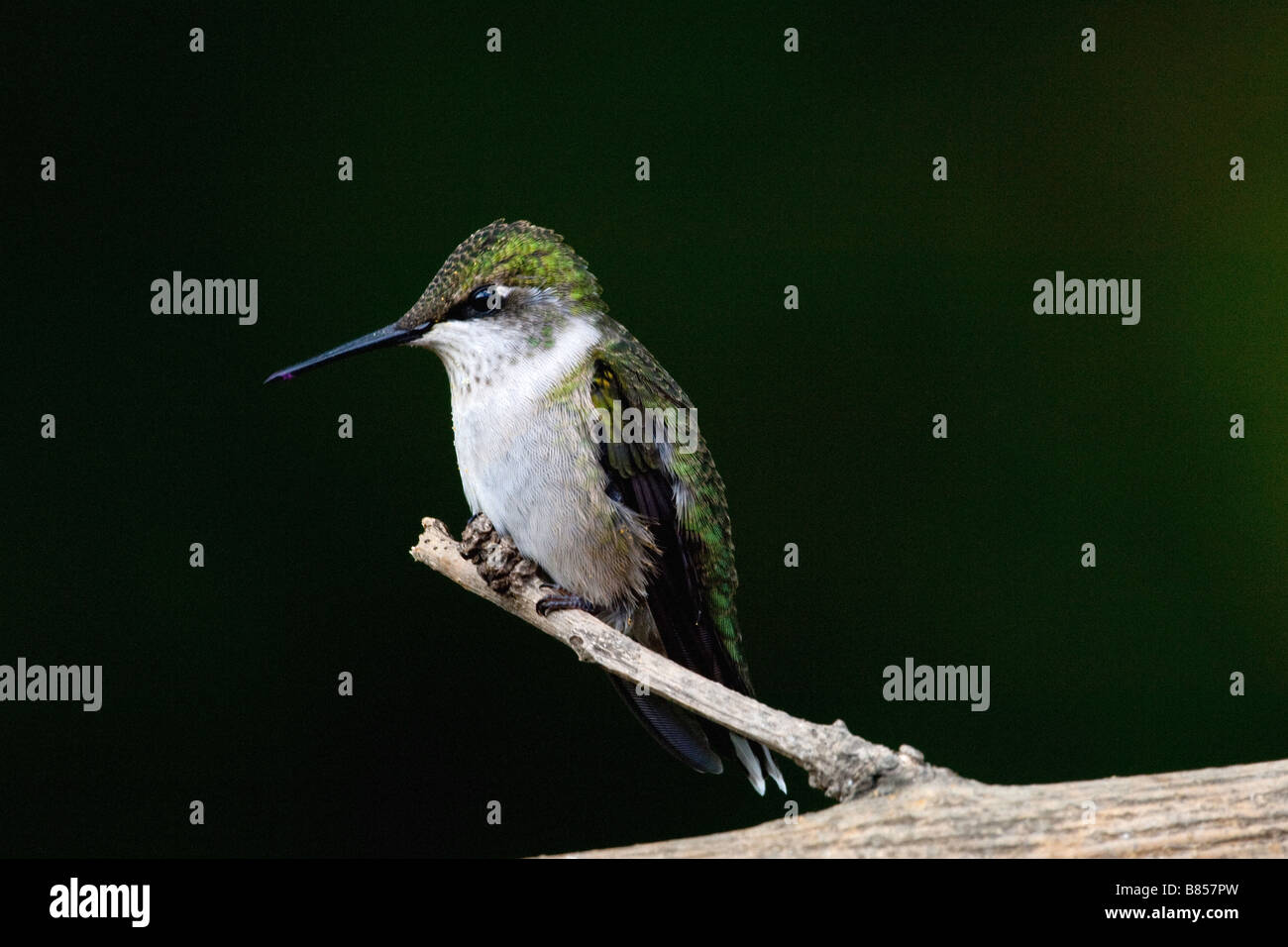 Midwest hummingbird hi-res stock photography and images - Alamy