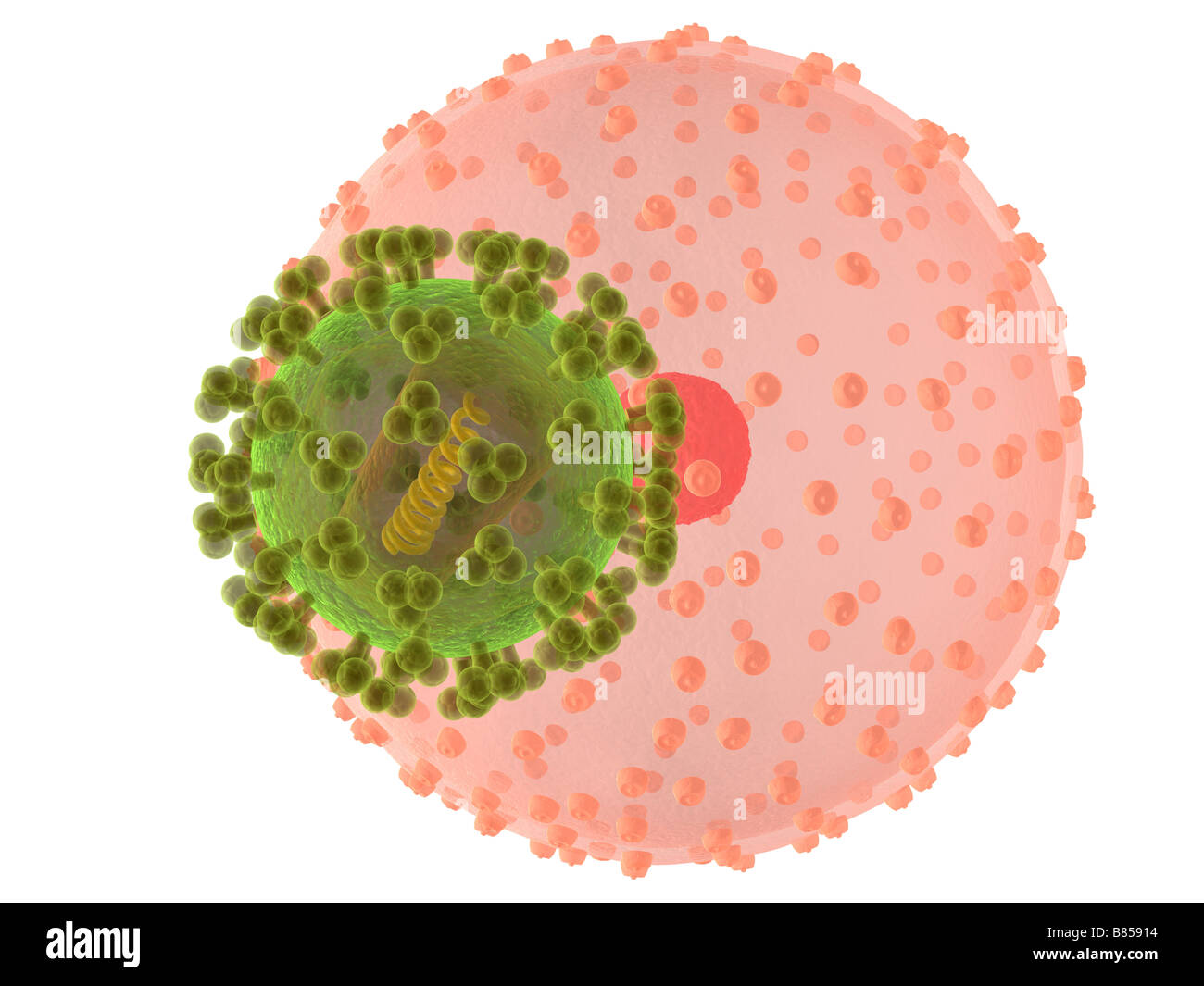 hi virus infecting cell Stock Photo - Alamy