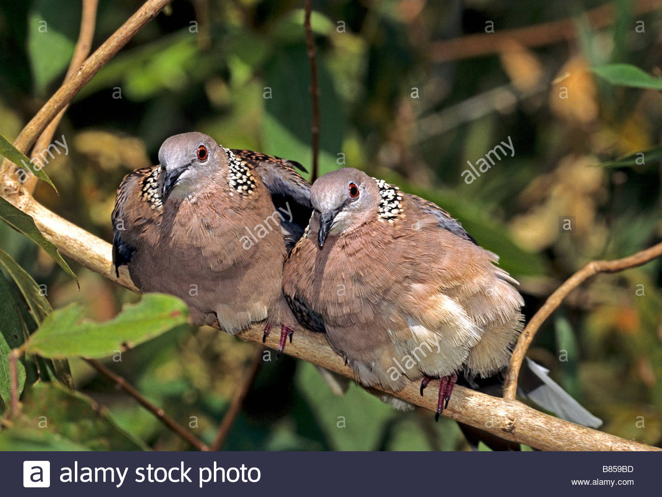 Indian Turtle Dove Stock Photos & Indian Turtle Dove Stock Images - Alamy