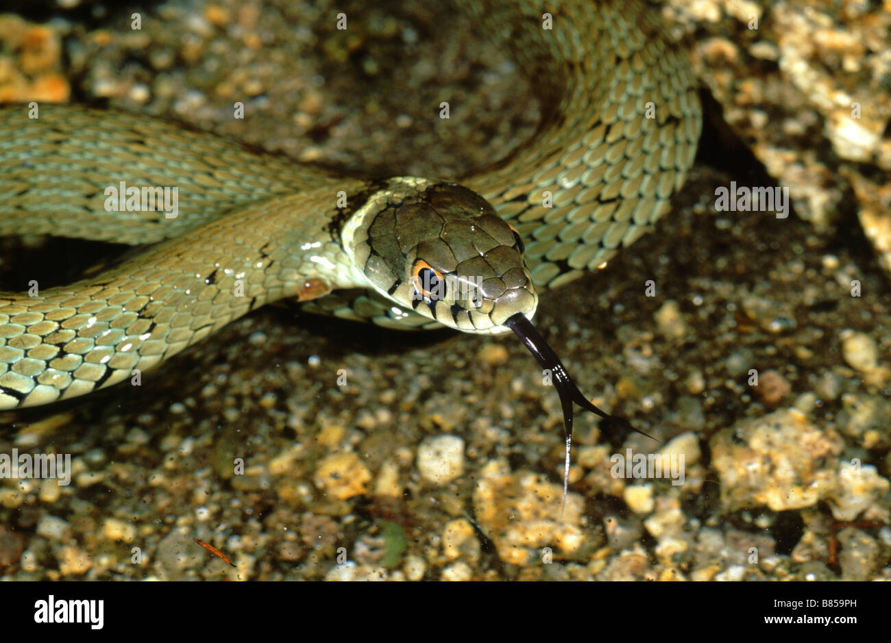 Grass Snake (Natrix natrix Stock Photo - Alamy