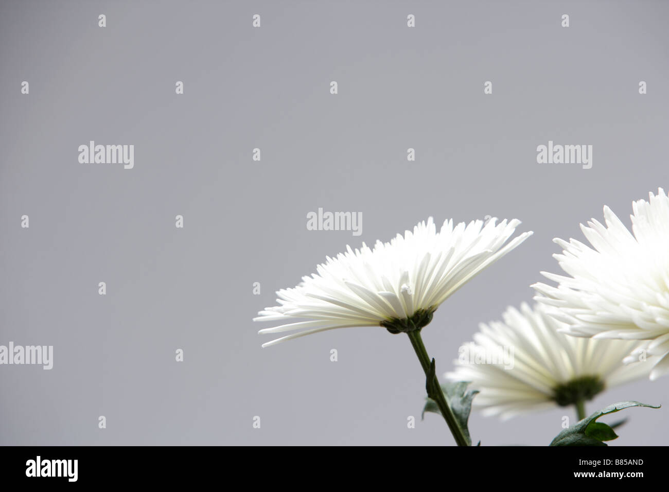A bunch of white flowers shot in the studio Stock Photo - Alamy