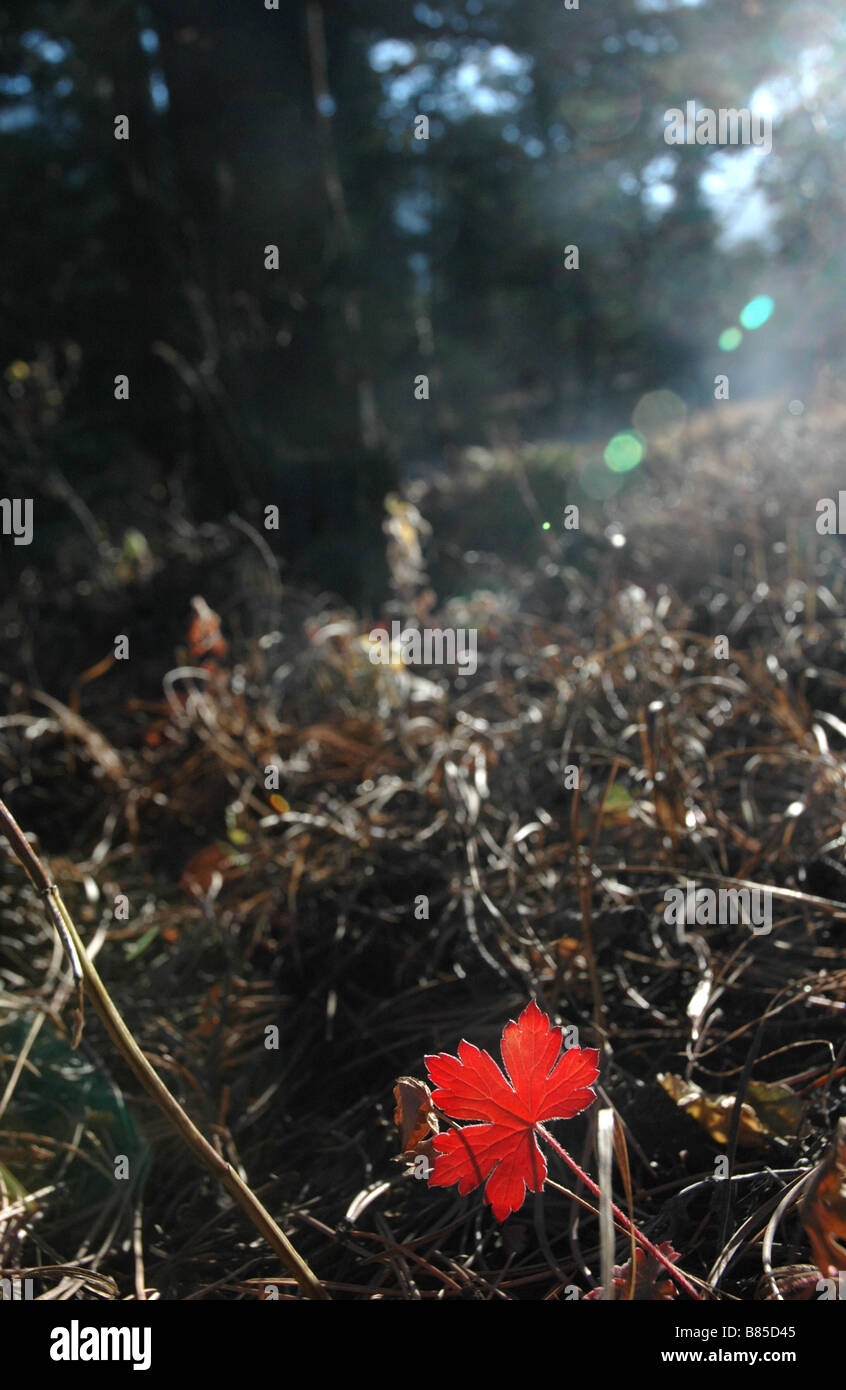 Back of the leaf hi-res stock photography and images - Alamy