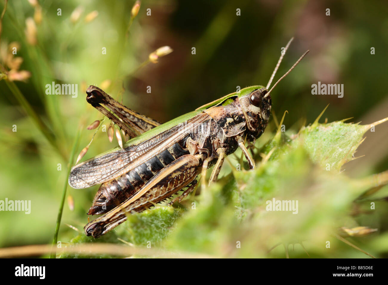 Female Common Green Grasshopper (Omocestus viridulus) basking in the ...