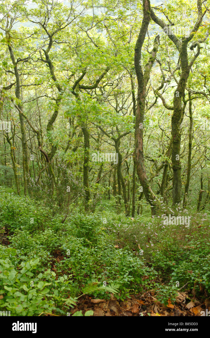 Woodland trust wales hi-res stock photography and images - Alamy
