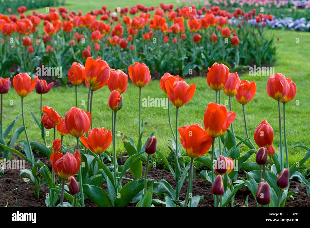 Many colored tulips hi-res stock photography and images - Alamy