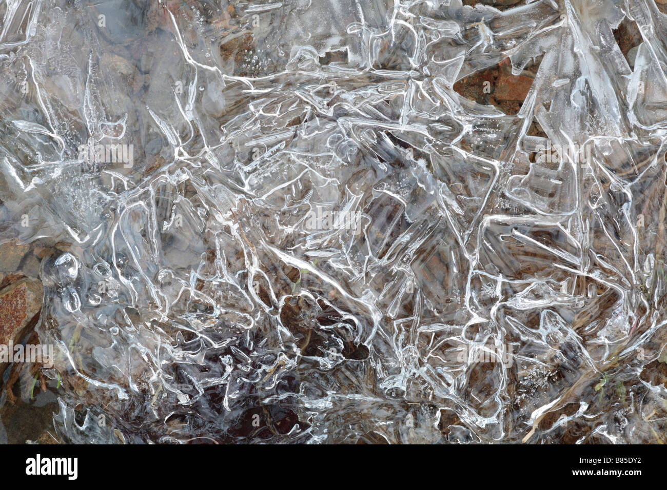 Ice formed above the surface of a puddle after a hard frost. Powys ...