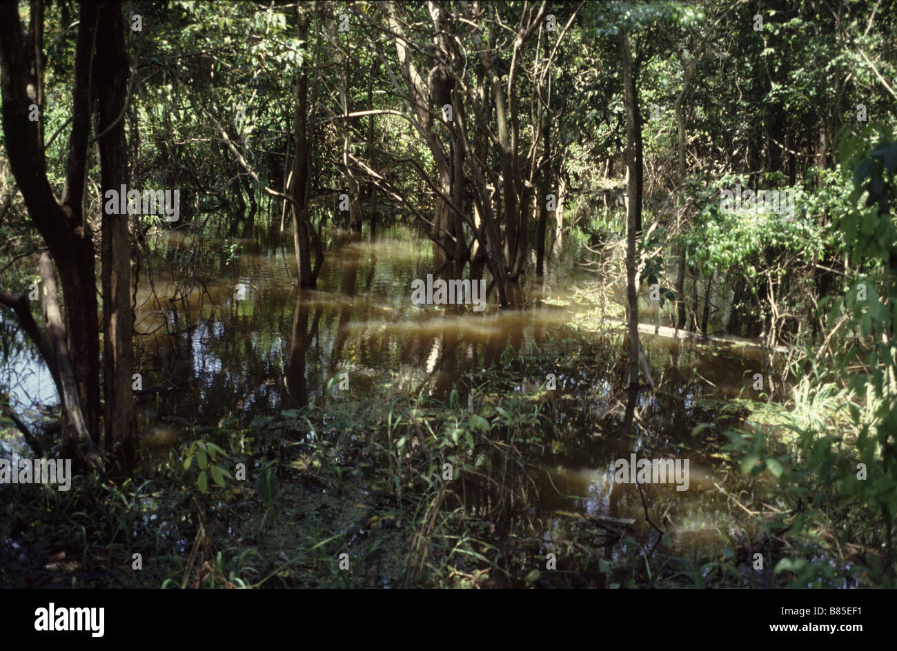 Flooded varzea forest hi-res stock photography and images - Alamy