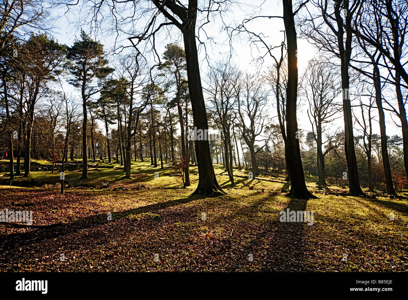 Forest in Pennines, England Stock Photo - Alamy