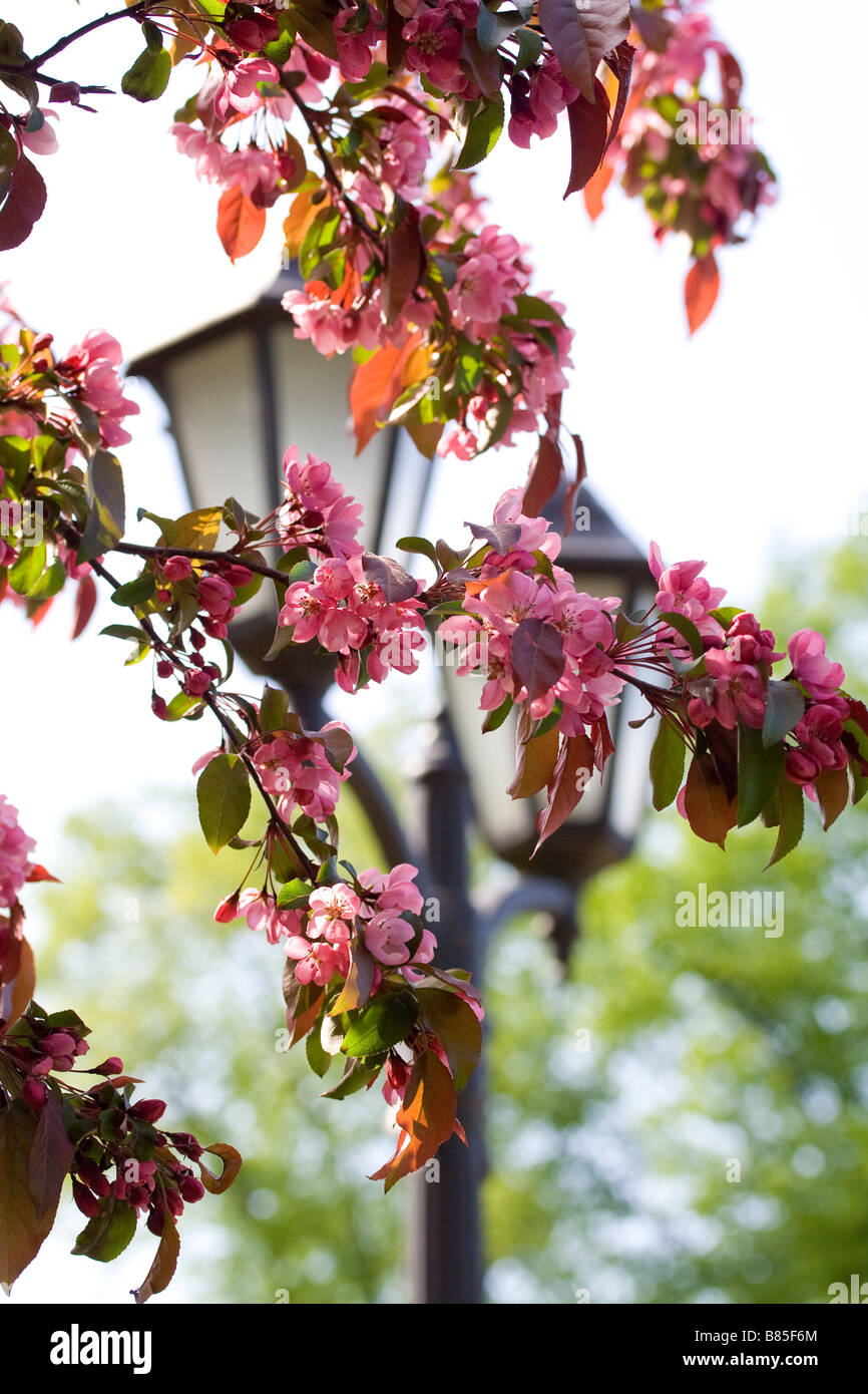 Cherry tree and street lamp hi-res stock photography and images - Alamy