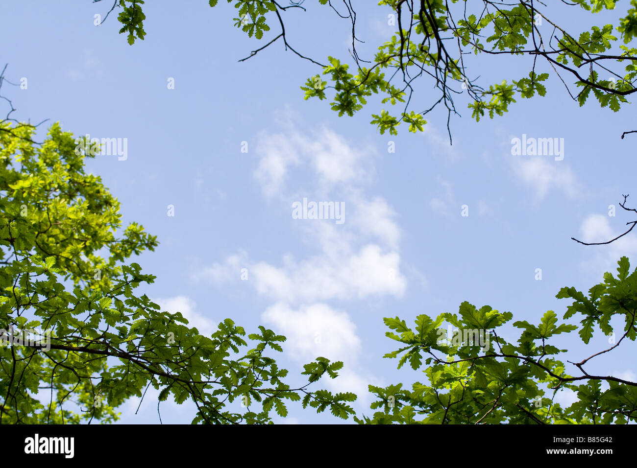 Oak frame hi-res stock photography and images - Alamy