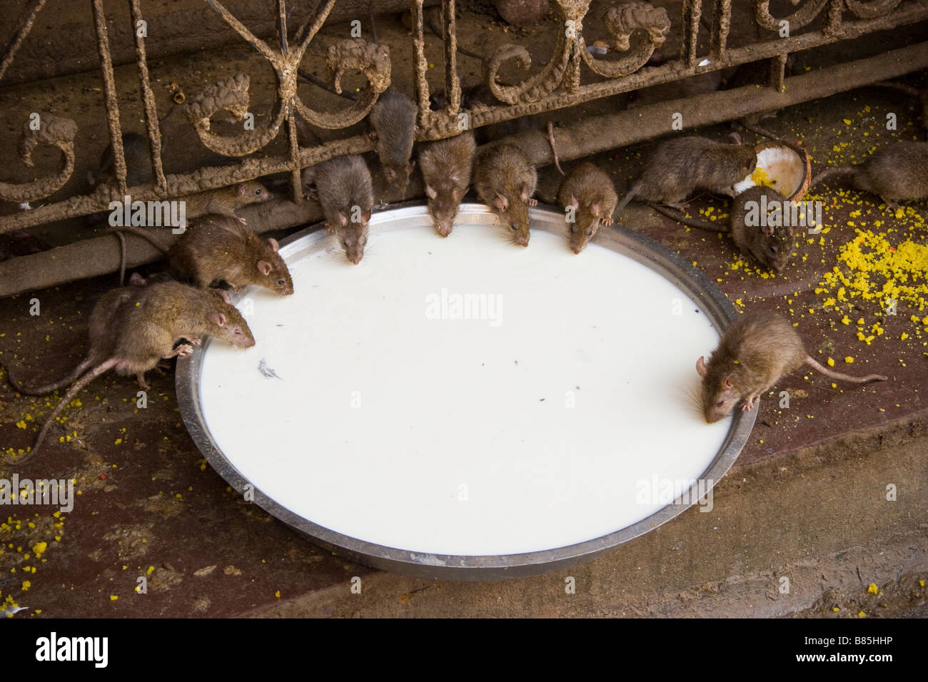Rats drink milk Karni Mata Temple Deshnok Rajasthan India Stock Photo ...