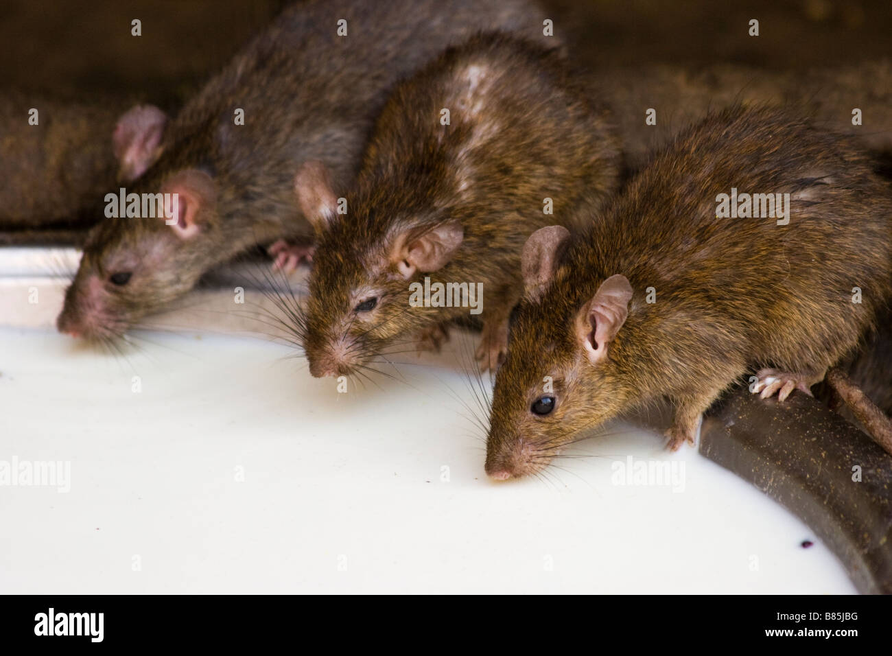 Rats drink milk Karni Mata Temple Deshnok Rajasthan India Stock Photo ...