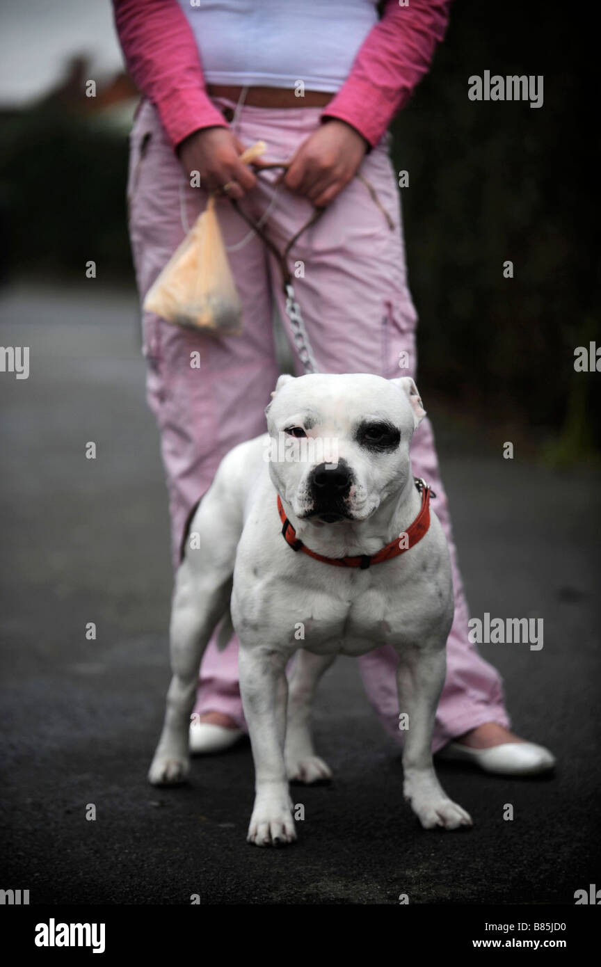 A TEENAGE GIRL WITH A STAFFORDSHIRE BULL TERRIER IN THE SOUTHMEAD ...