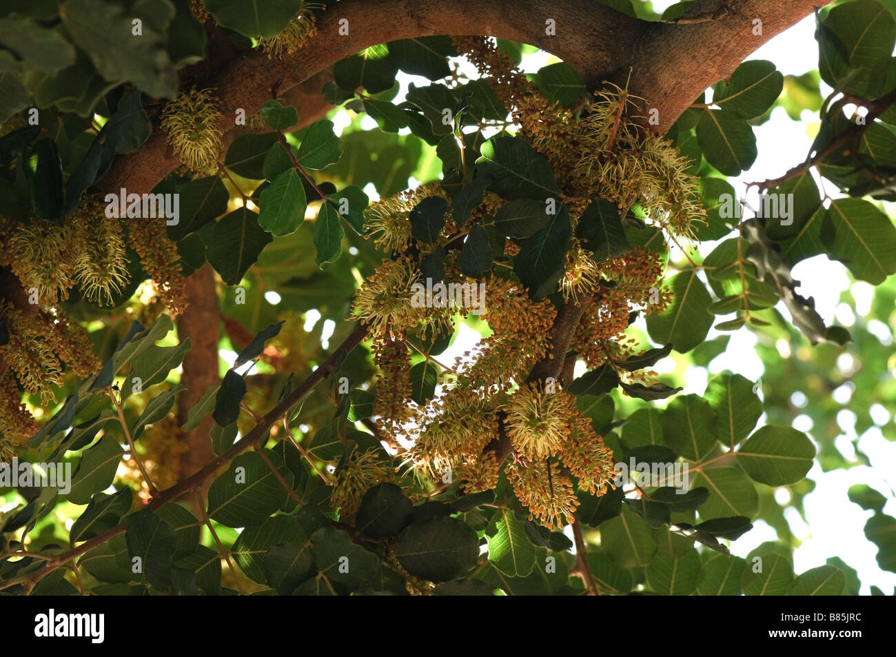 Carob tree in bloom Stock Photo - Alamy