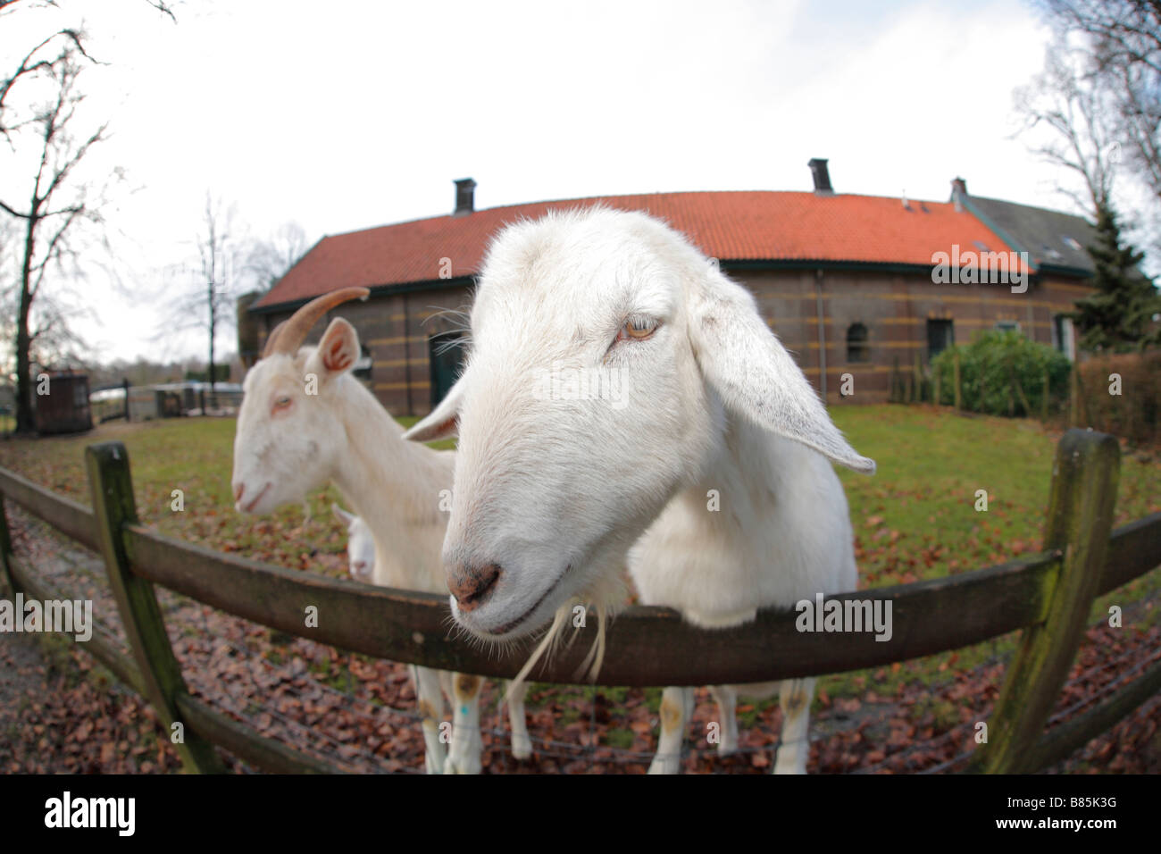 Goats, portrait close-up, farm, The Hague, Netherlands Stock Photo - Alamy