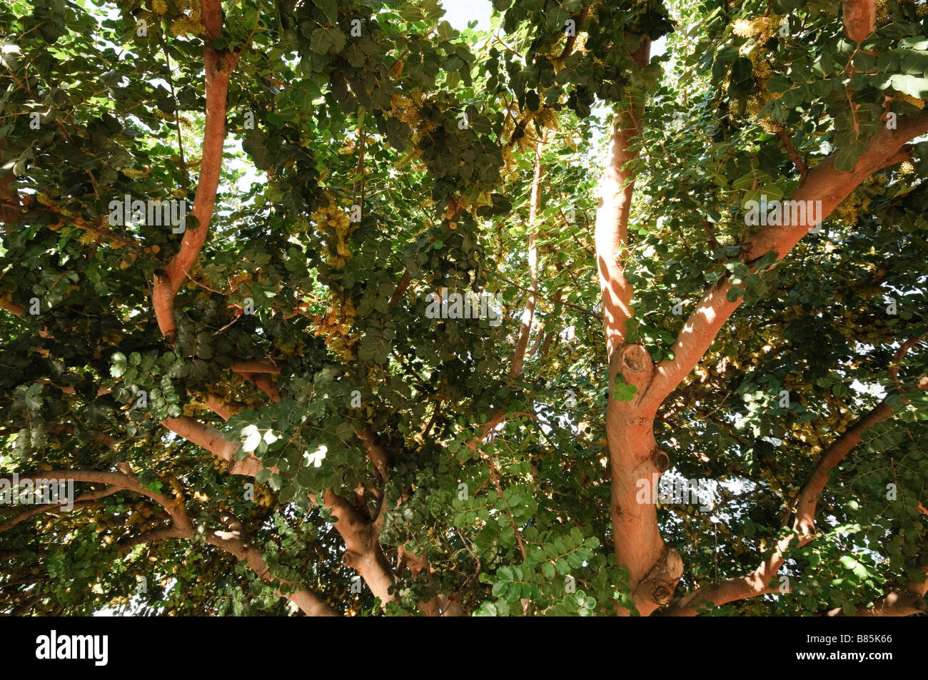 Carob tree in bloom Stock Photo - Alamy