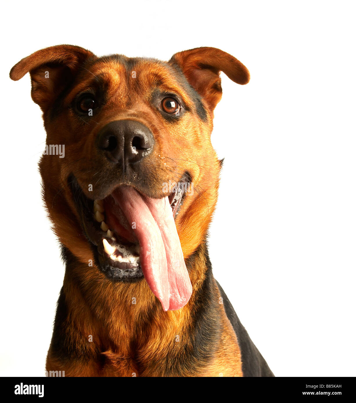 Dog doggy pet hi-res stock photography and images - Alamy