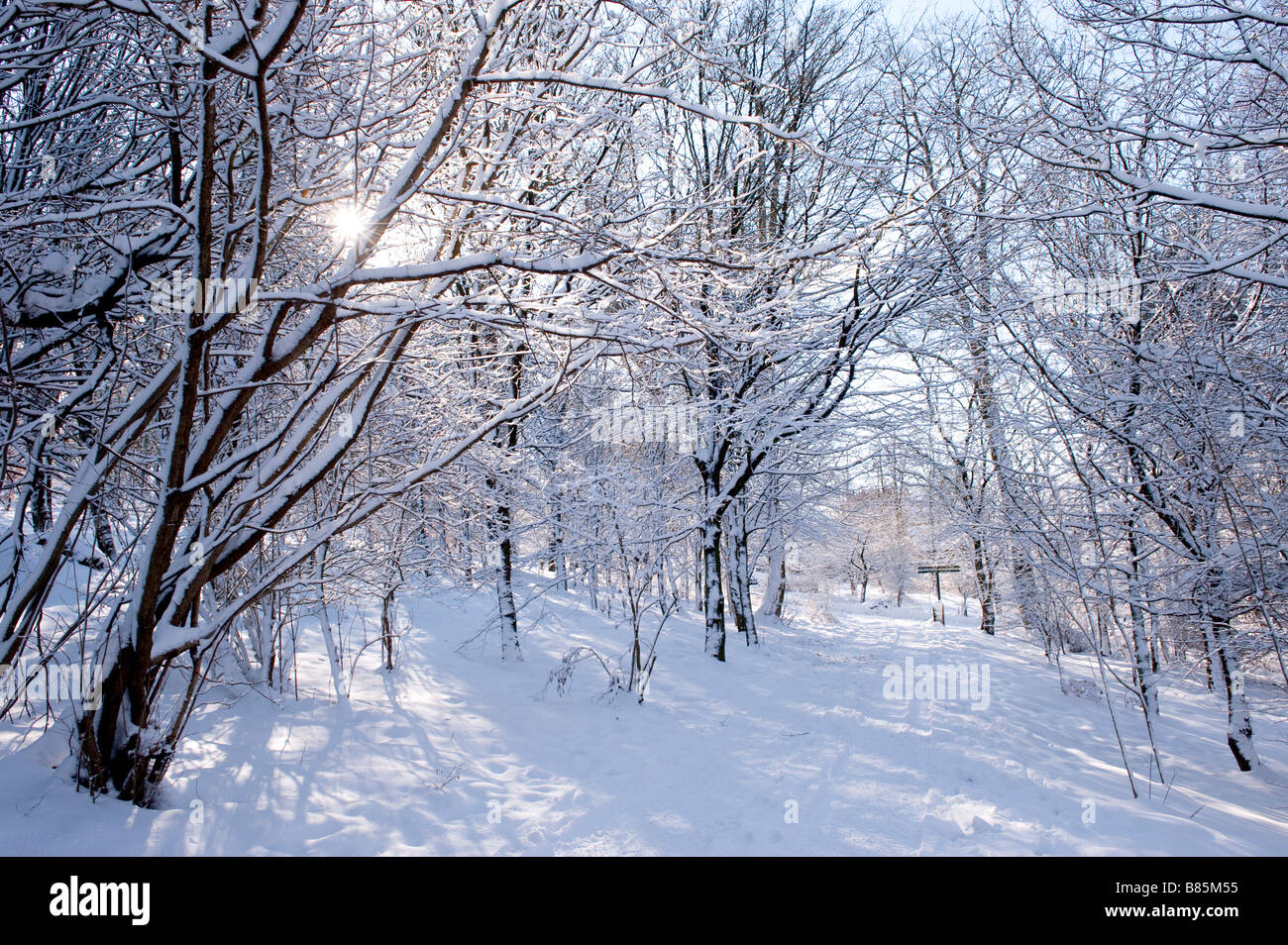 Snow covered woodland path hi-res stock photography and images - Alamy