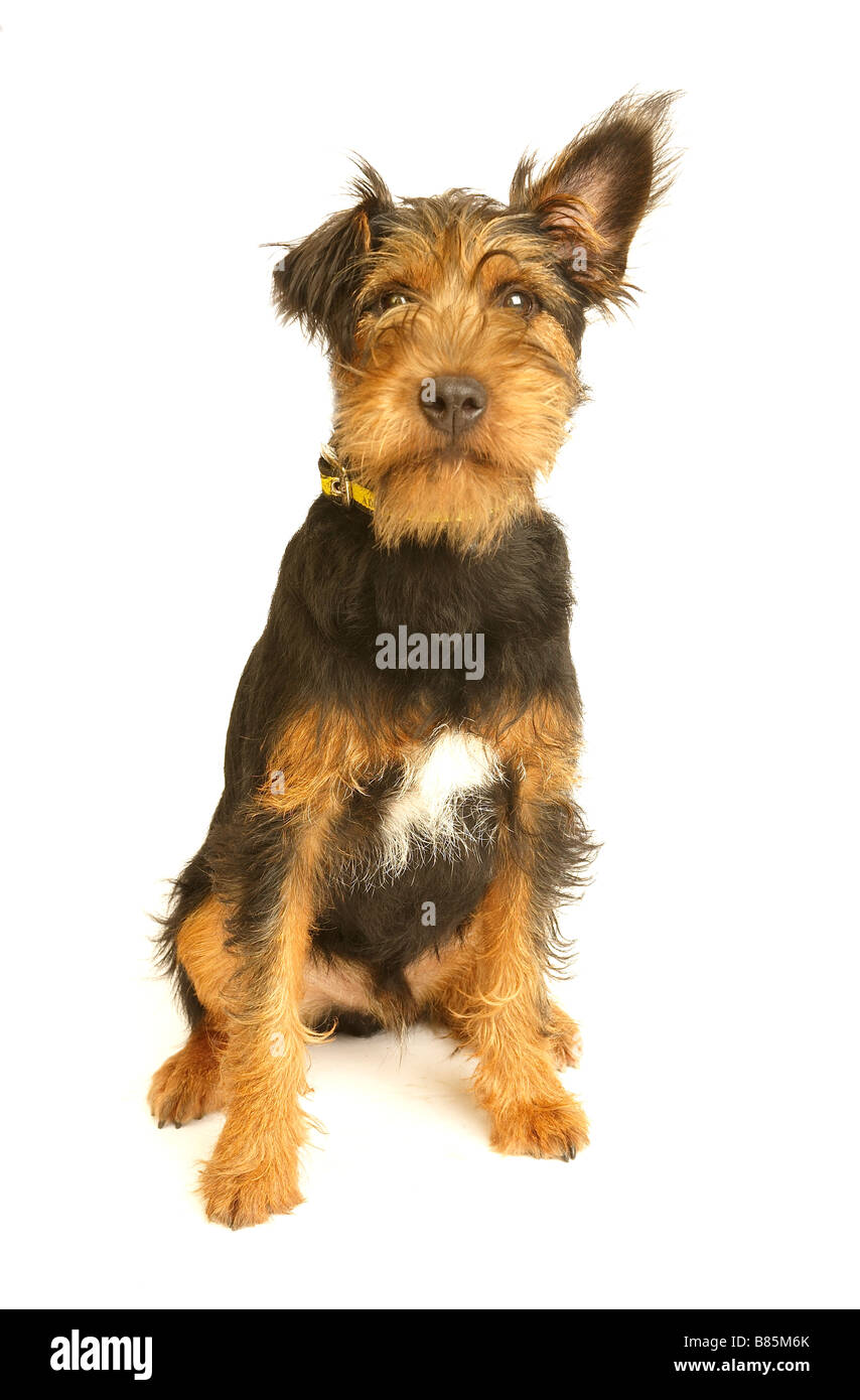 dog looking alert Stock Photo - Alamy