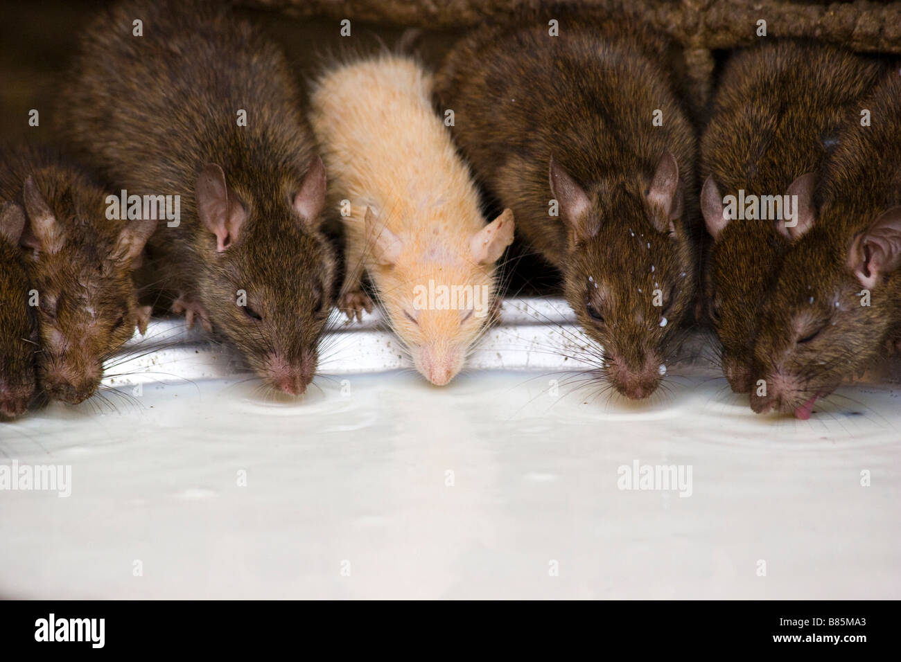Rats drink milk Karni Mata Temple Deshnok Rajasthan India Stock Photo ...
