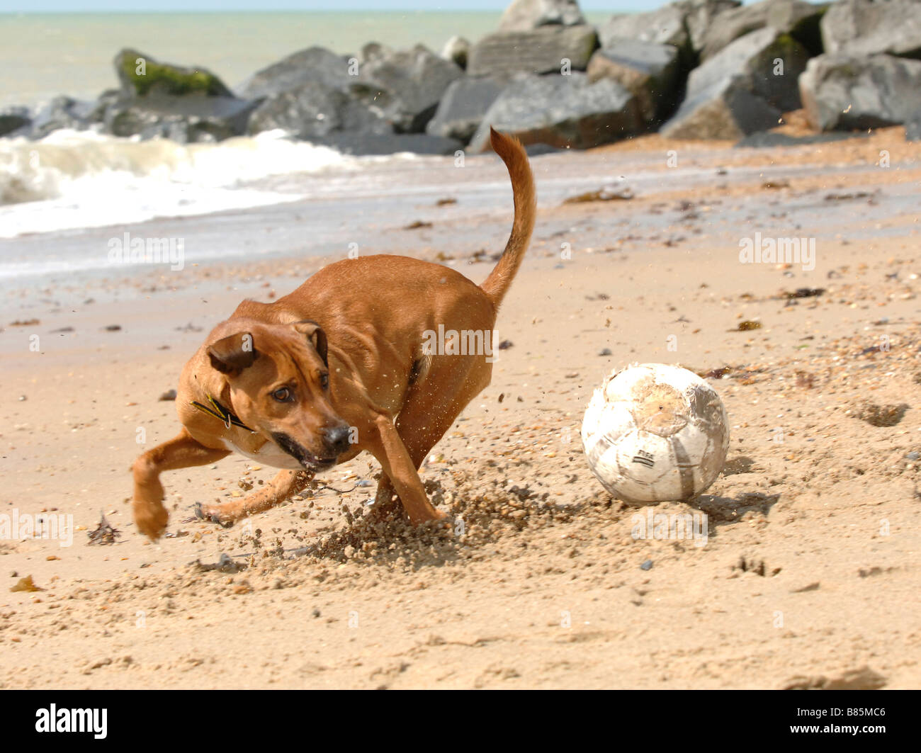 Dog playing on beach Stock Photo - Alamy