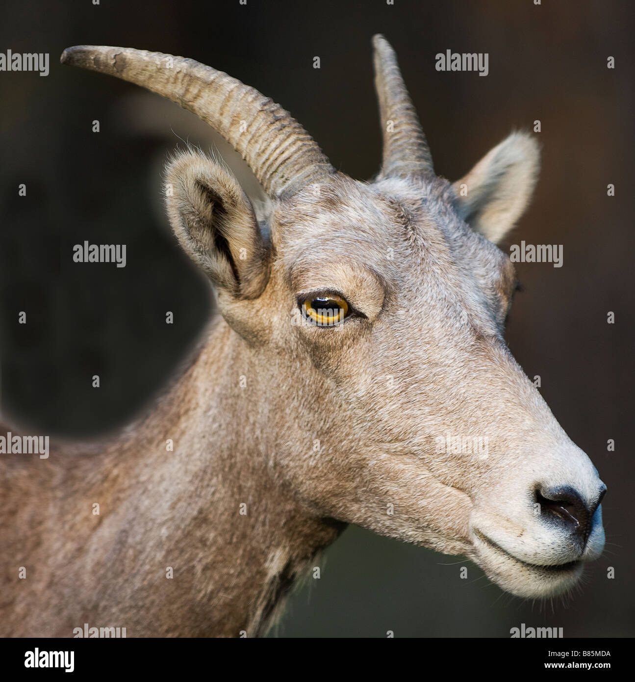 Goat And Sheep Eyes