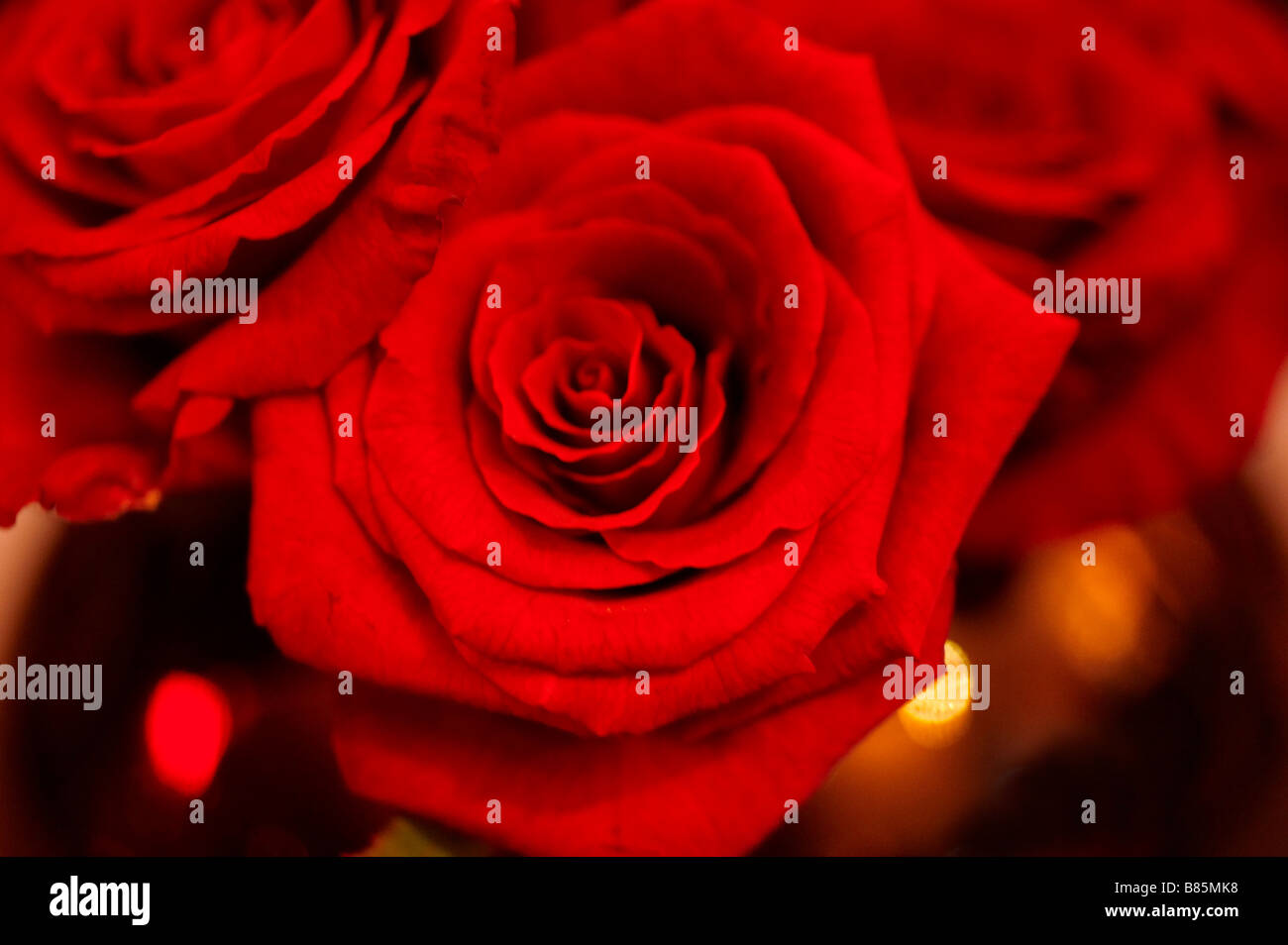 Rose plan view hi-res stock photography and images - Alamy