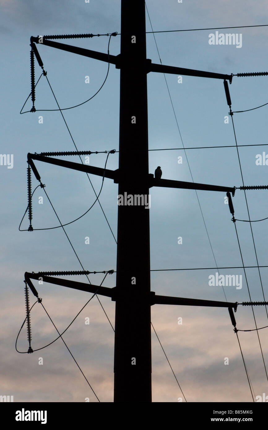An urban eagle coexisting with development in western Nevada Stock ...