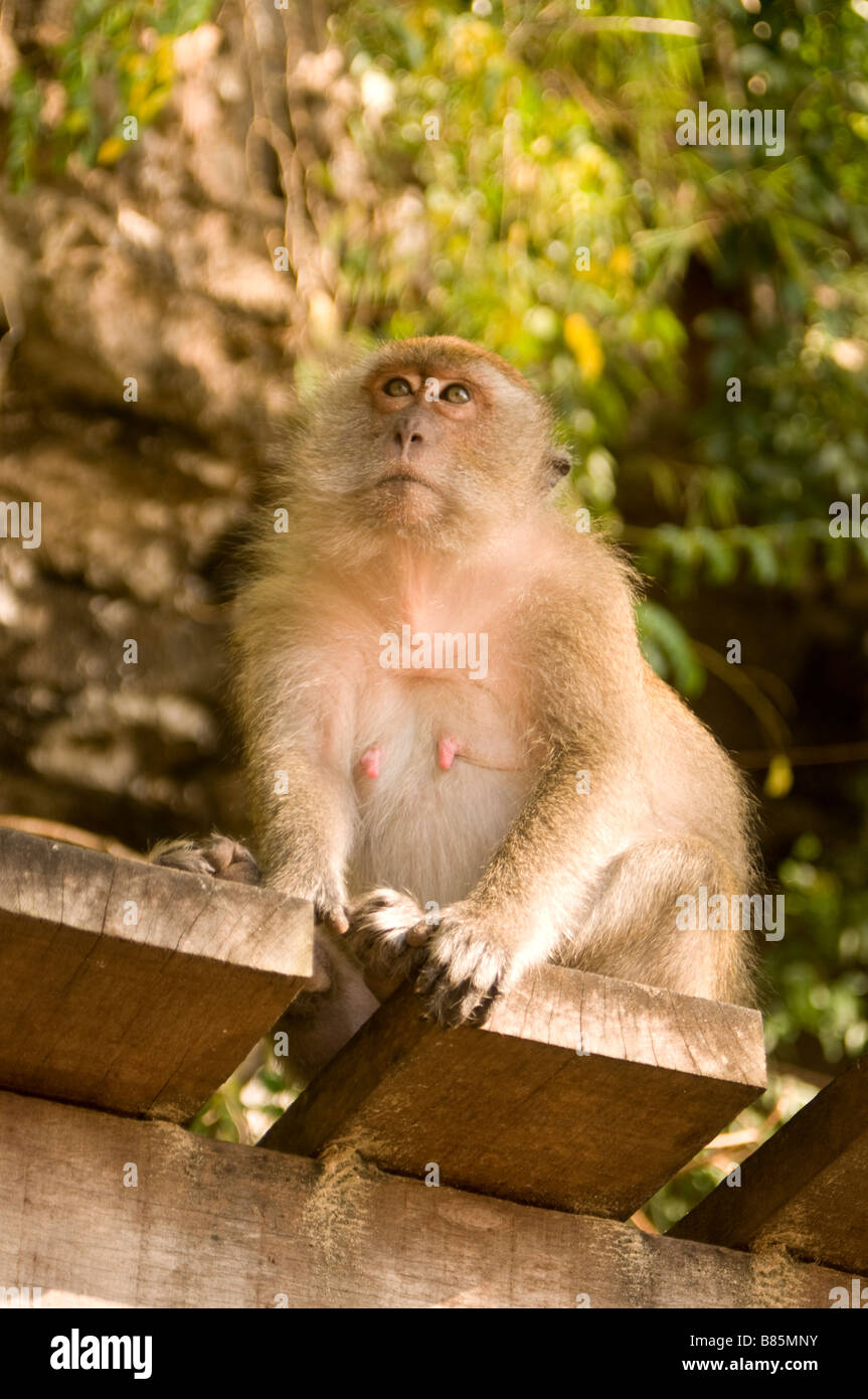 Female long tailed macaque monkey hi-res stock photography and images ...