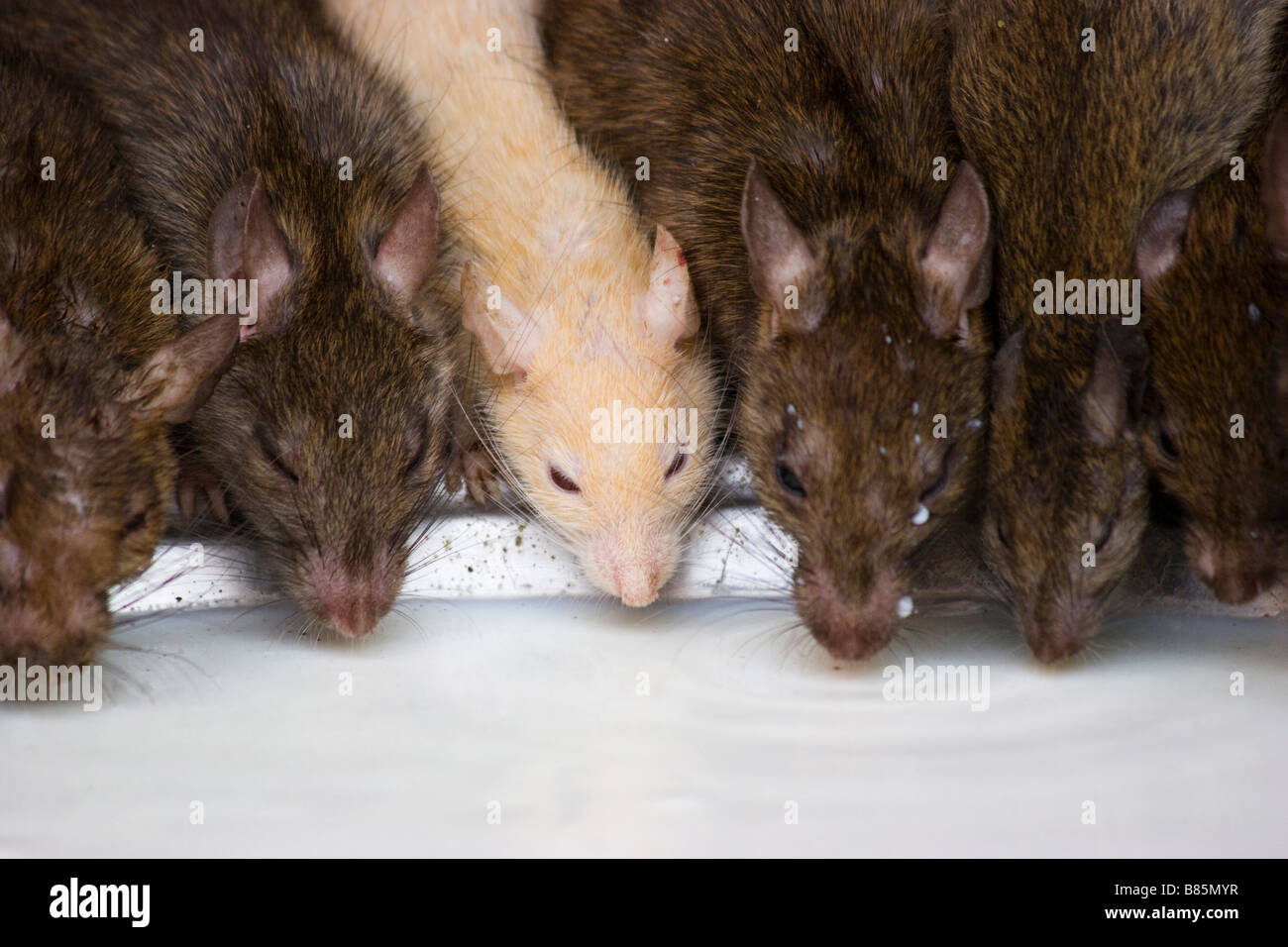 Rats drink milk Karni Mata Temple Deshnok Rajasthan India Stock Photo ...