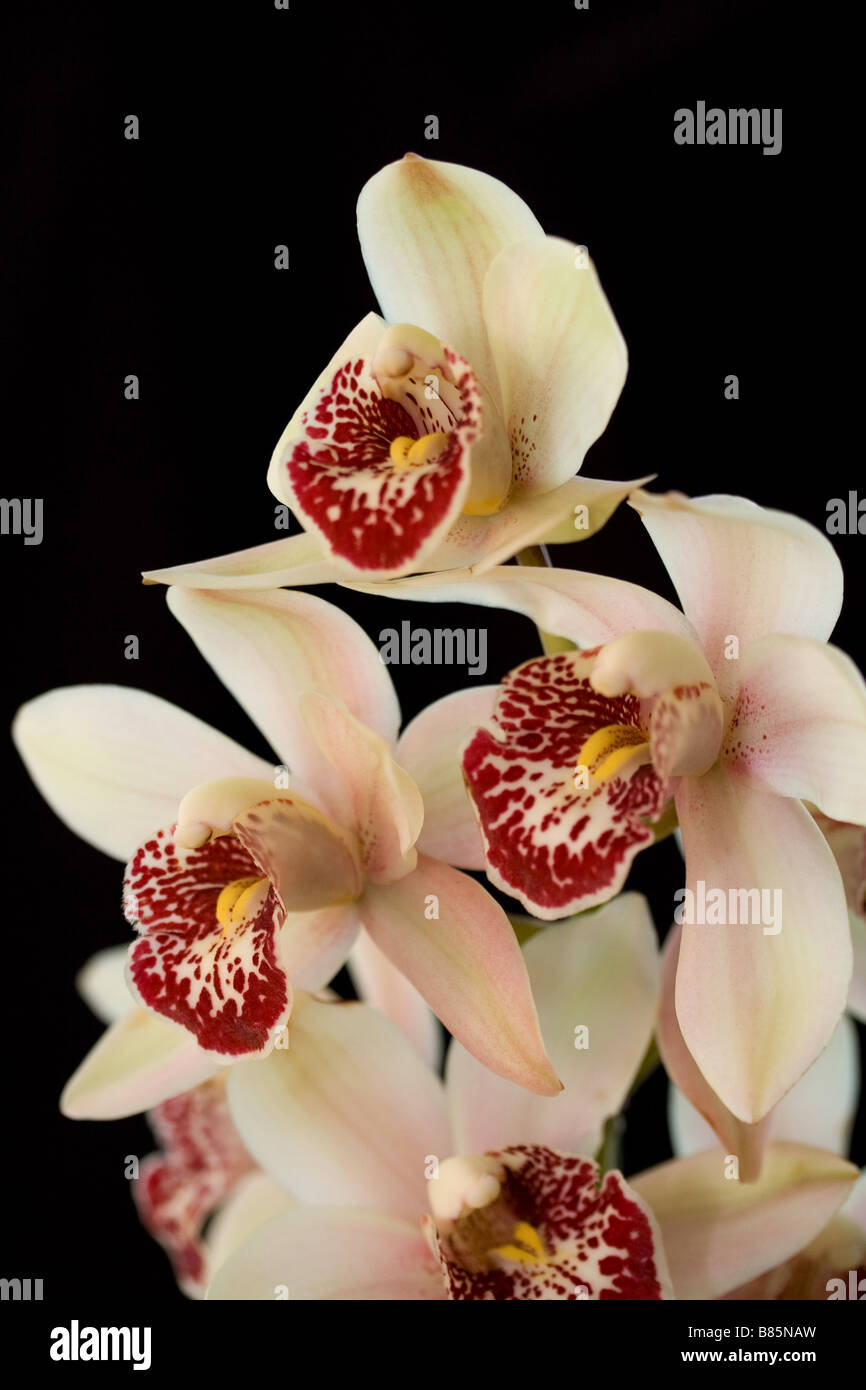 Species cymbidium hi-res stock photography and images - Alamy