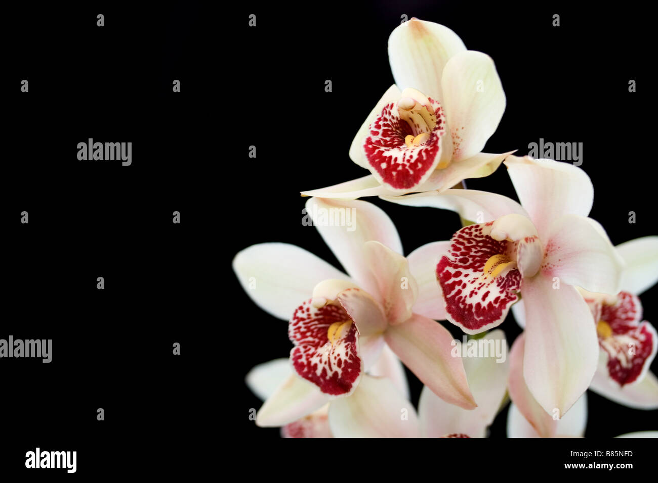 Cymbidium species hi-res stock photography and images - Alamy
