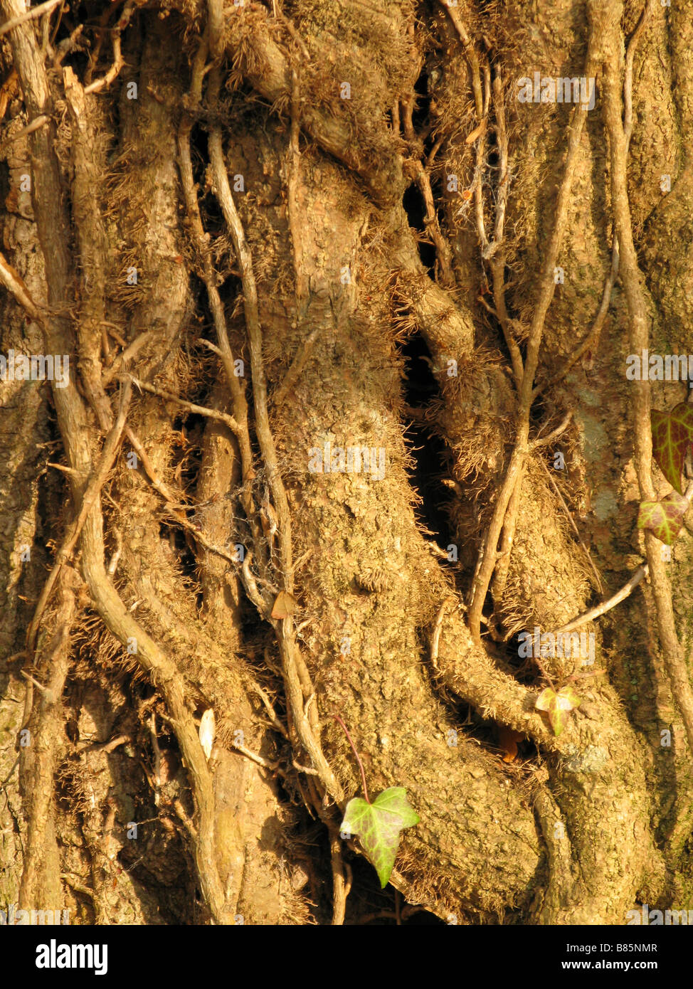 Intertwined trees hi-res stock photography and images - Alamy