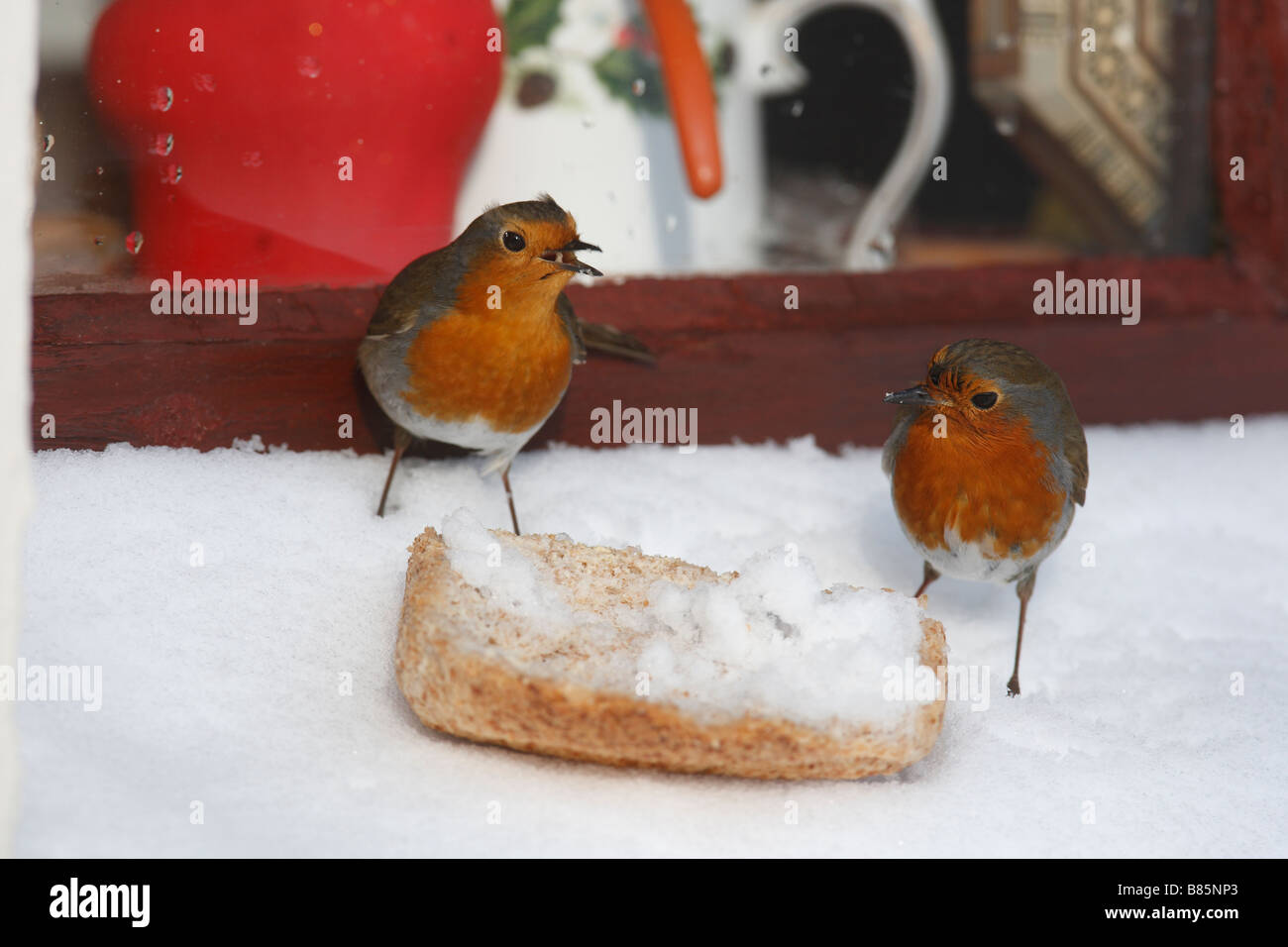 Robin pair hi-res stock photography and images - Alamy