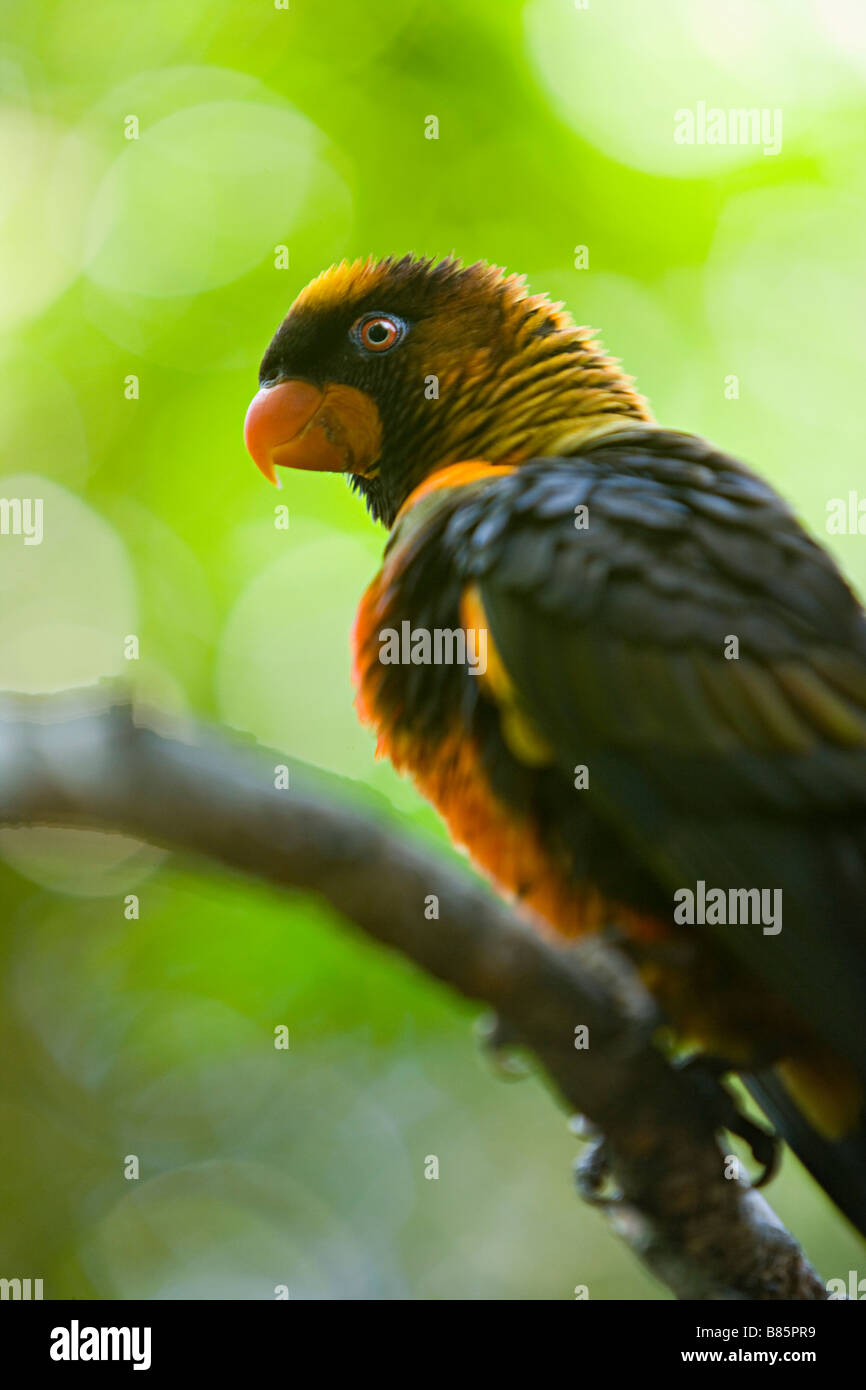 Dusky Lory ( Pseudeas Fuscata Stock Photo - Alamy