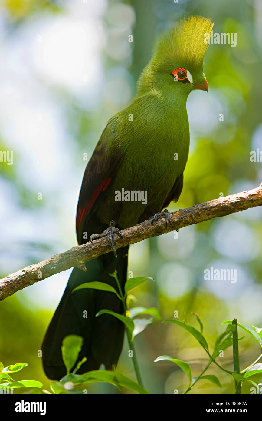 Green turaco portrait hi-res stock photography and images - Alamy