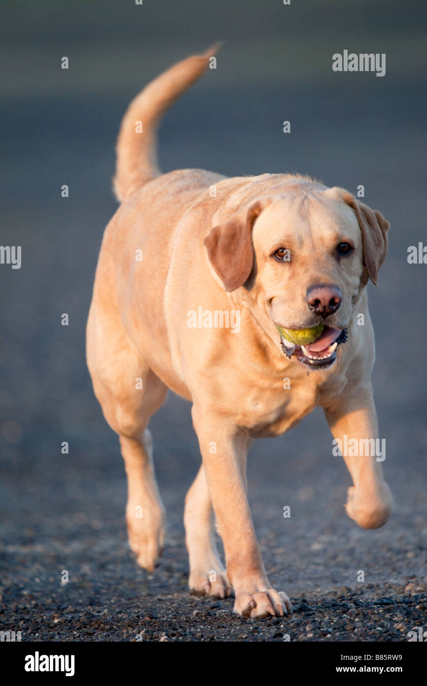 labrador fetching a ball Stock Photo - Alamy