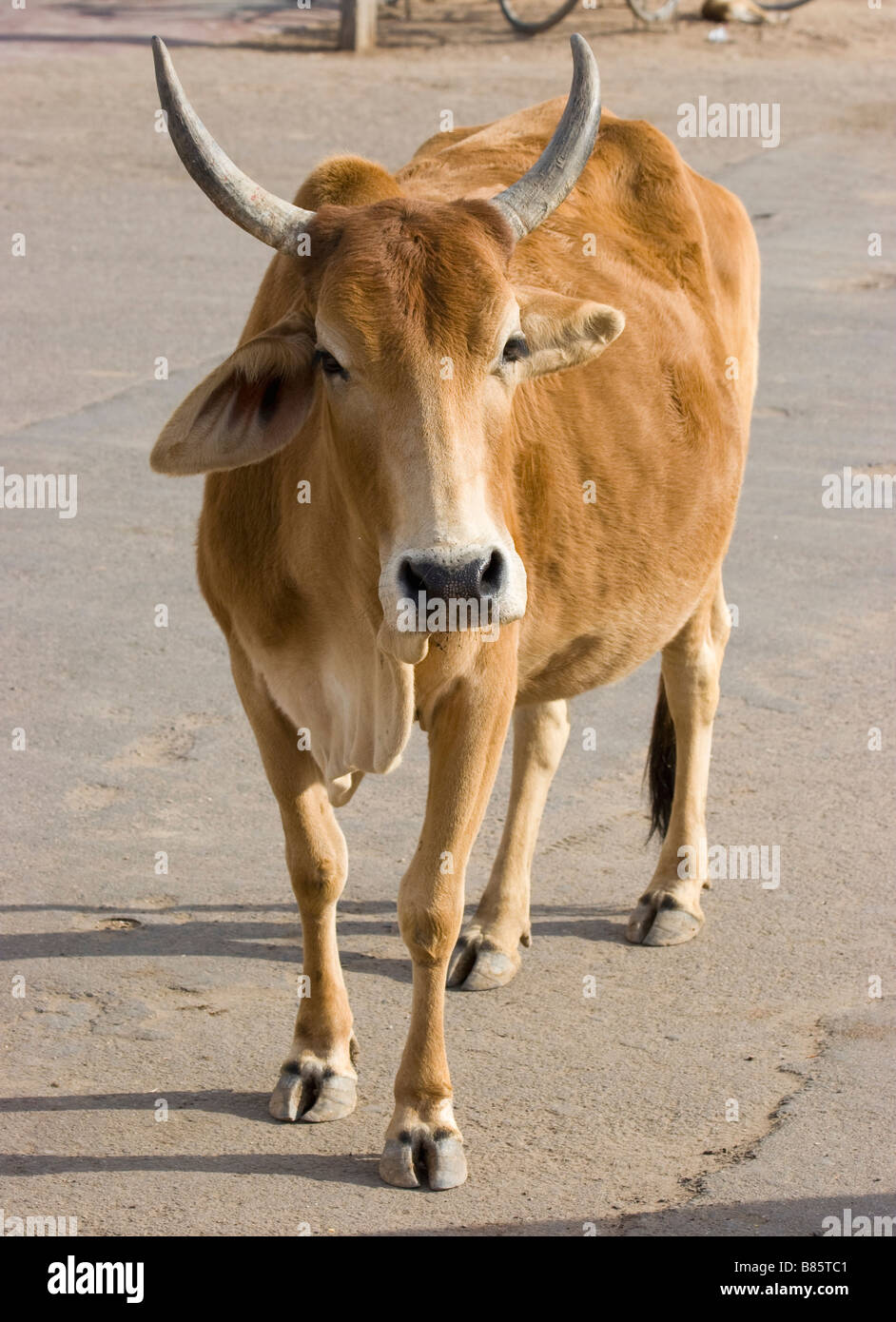Bull and cow hi-res stock photography and images - Alamy