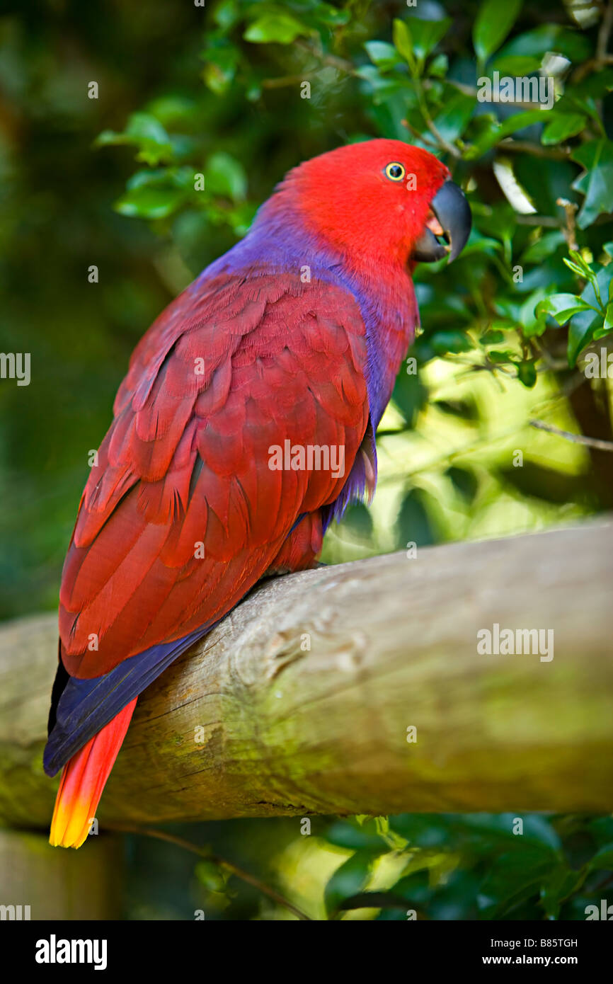 Red purple and yellow parrot hi-res stock photography and images - Alamy