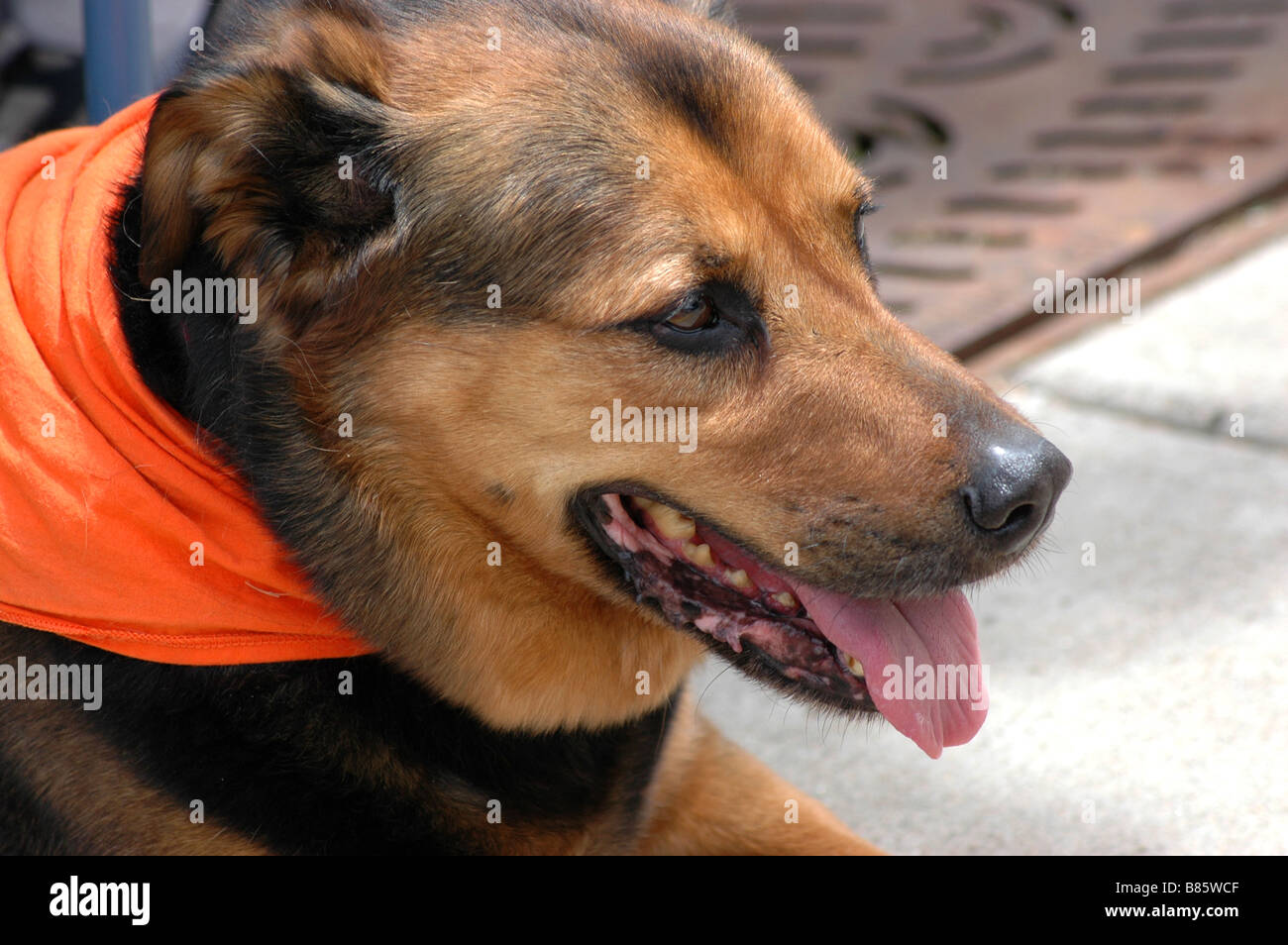 A mutt dog in a bandanna Stock Photo - Alamy