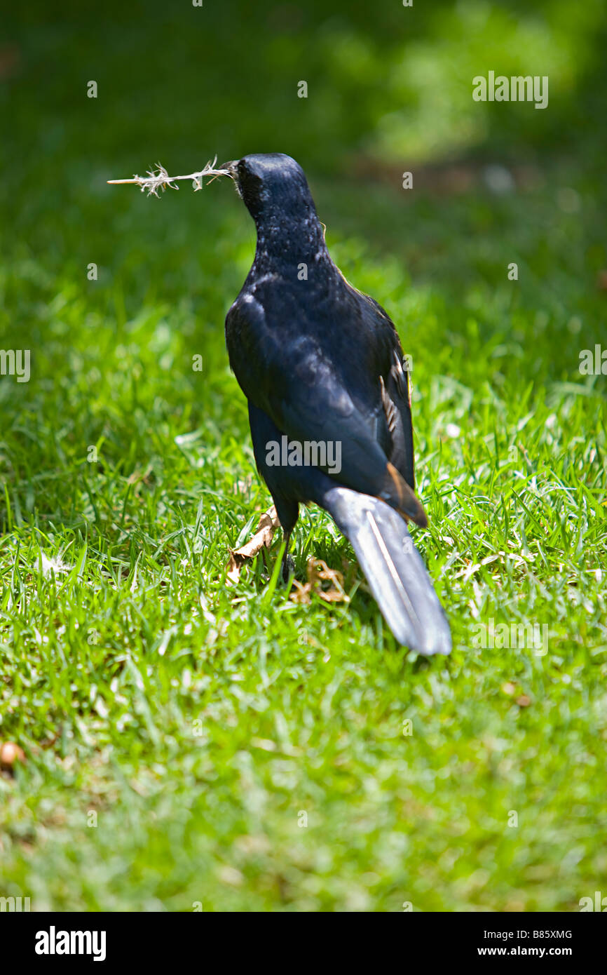 Starling with nest material hi-res stock photography and images - Alamy